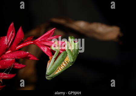A Pacific variant of a Red Eyed Tree Frog (Agalychnis callidryas) on a ...