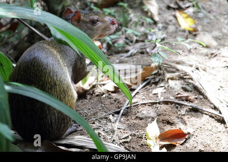 Paca (Agouti paca) on forest floor, Amazon Rainforest, Ecuador Stock ...