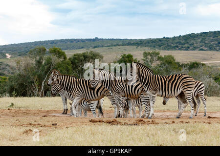 Burchell's zebra is a southern subspecies of the plains zebra Stock ...