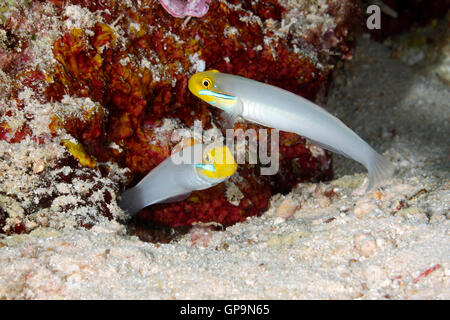 Golden-Head Sleeper Goby Valenciennea strigata Stock Photo - Alamy