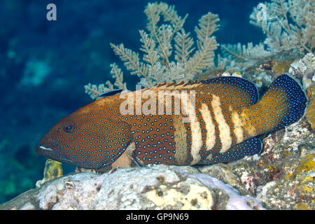 Coral Cod with cleaner wrasse, Cephalopholis miniata, Egypt Red Sea ...