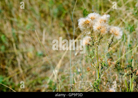 Feathery pappus and overblown flowers of Cirsium arvense also called ...