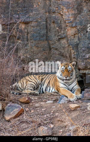 Tiger (Panthera tigris), this is Machli the tigress queen of ...