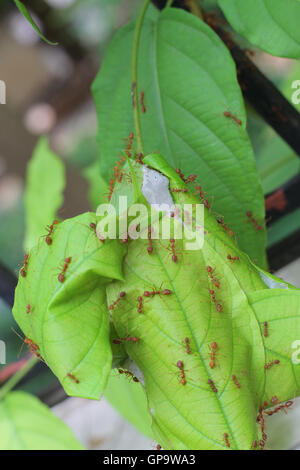 Red wood ants build a nest Formica rufa. Red ant colony in the forest ...