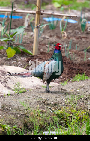The green pheasant, also known as the Japanese green pheasant Stock ...