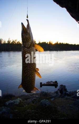 Northern Pike biting a fishing lure underwater Stock Photo - Alamy