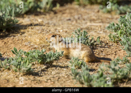 Piute Ground Squirrel Urocitellus mollis 30 miles south of Beaver, Utah ...