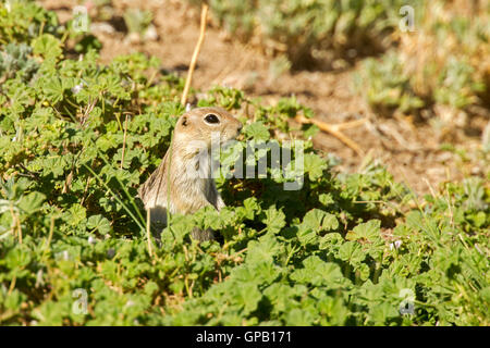 Piute Ground Squirrel Urocitellus mollis 30 miles south of Beaver, Utah ...
