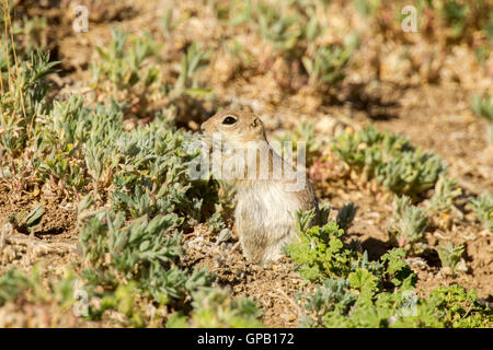 Piute Ground Squirrel Urocitellus mollis 30 miles south of Beaver, Utah ...