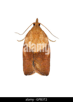 Light brown apple moth (Epiphyas postvittana) camouflaged against its ...
