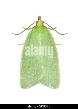 Green oak tortrix (Tortrix viridana) micro moth from above. Small ...