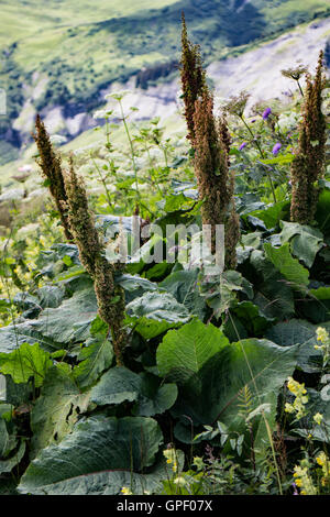 alpine dock Rumex alpinus, (botany book, 1905), Alpen-Ampfer Stock ...