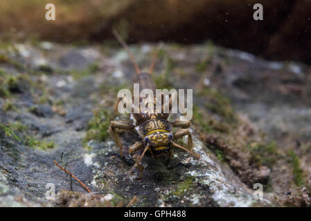 Stonefly larvae - Dinocras cephalotes Stock Photo - Alamy