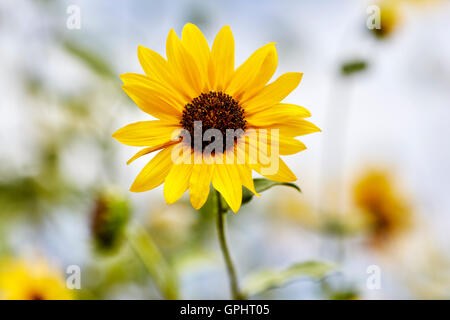 Wild Arizona Sunflower. The flower of a wild Sunflower native to the ...