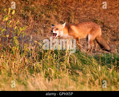 Aggressive Red fox (Vulpes vulpes) in defensive posture showing teeth ...