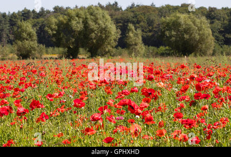 In Flanders Fields, full of red poppies, the symbol of World War I ...