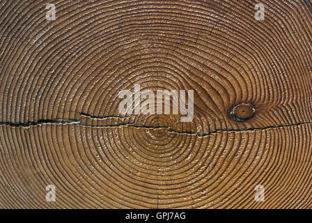 Tree Rings - A Measure of Time Stock Photo - Alamy