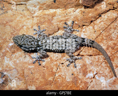 Gecko reptile parasite Tarentola mauritanica Trombicula sp. mite gecko ...