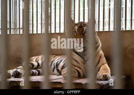 Tiger behind bars Stock Photo - Alamy