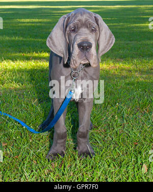 Grey Great Dane puppy that looks like it is constipated Stock Photo - Alamy