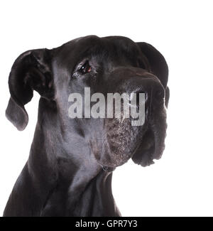 Gray Great Dane that looks sad standing on the grass Stock Photo - Alamy