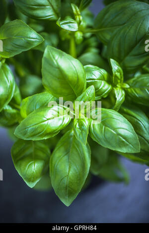 Fresh herb basill in pot, top view Stock Photo - Alamy