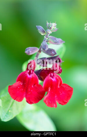 Mexican sage flowers (Salvia x jamensis 'La Siesta' Stock Photo - Alamy