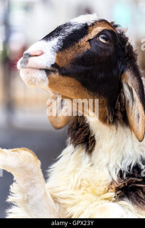 Goat head portrait in farm setting. Goat livestock animal with ear tag ...