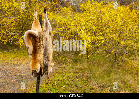 dead foxes hanging from a fence, along the country roadside Stock Photo ...