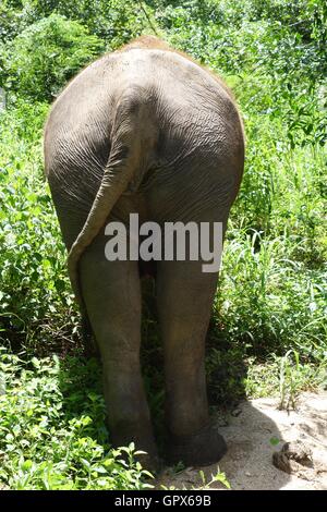 Elephant bum and tail Stock Photo - Alamy