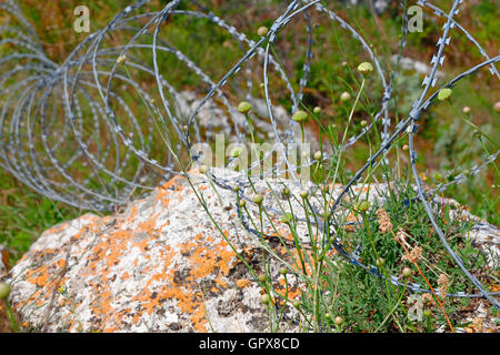 Modrn barbed wire in coils on limestone in grass Stock Photo - Alamy