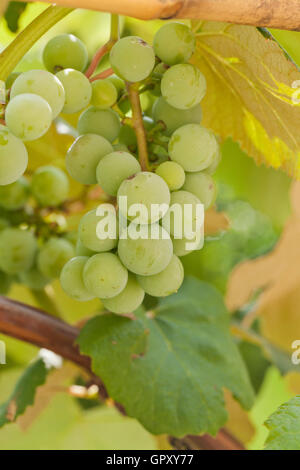 Fox grape (Vitis labrusca) fruits - USA Stock Photo - Alamy