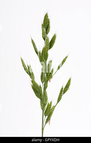 Soft brome, Bromus mollis, flowering spike with anthers exposed ...