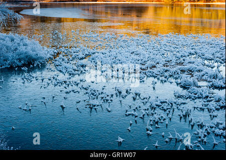 Norway, Sandnes. Winter in Rogaland Arboretum Stock Photo - Alamy