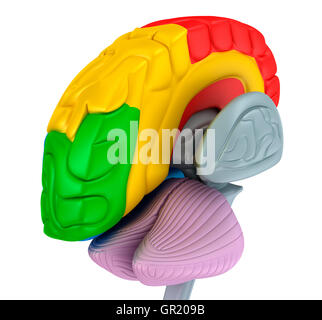 gray human brain on yellow background. 3d render Stock Photo - Alamy
