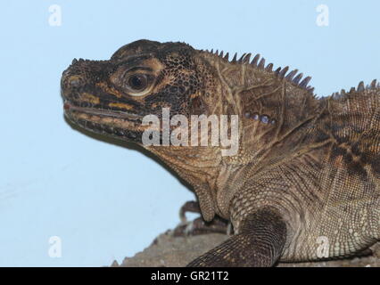 Female Philippine Sail-finned Water Dragon (Hydrosaurus pustulatus). A ...