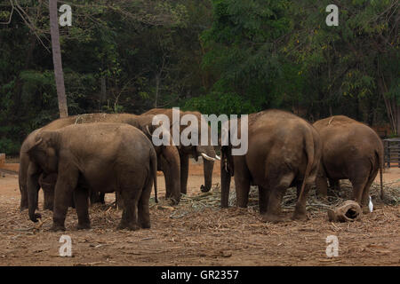 Indian Elephant with Family Stock Photo - Alamy