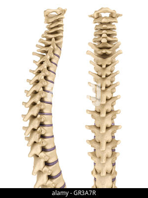Accurate spine or spinal column of human skeletal system or skeleton ...