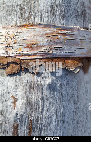 A birch tree washed up on Plum Island beach Stock Photo - Alamy