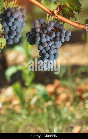 Grapes in Vineyard in Summer Time Bozcaada in Canakkale Turkey 2017 ...