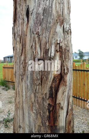 Dead tree trunk as garden decoration Stock Photo - Alamy