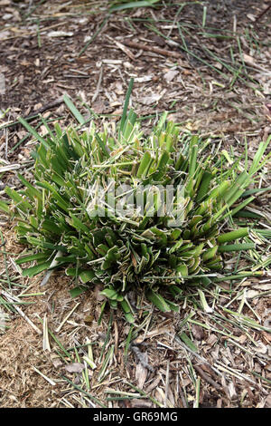 Australian native green lomandra longifolia tanika grass or basket ...