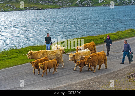 Crofter Driving A Herd Of Scottish Highland Cattle Or Kyloe On A Narrow ...