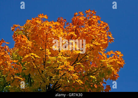 Germany, Saxony, Maple tree in autumn Stock Photo - Alamy