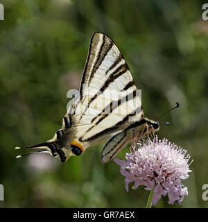 A close-up shot of a Scarce swallowtail on leaves in a blur Stock Photo ...