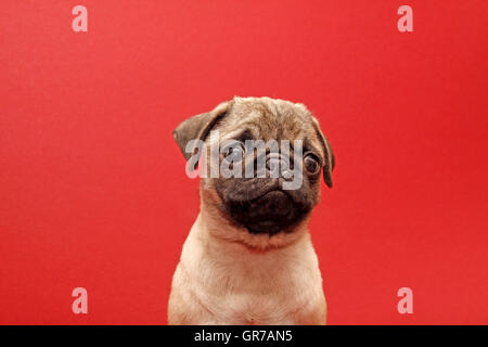 Young cute whelp 6 weeks old . Beautiful Jack Russell Terrier mom dog ...