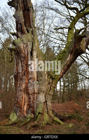 Rotten hollow tree Stock Photo - Alamy
