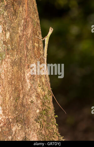 A Black-bearded Flying Lizard (Draco melanopogon) on a tree in Danum ...