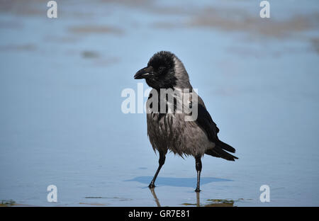 Hooded crow on beach Stock Photo - Alamy