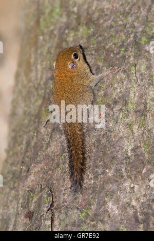 Plain Pygmy Squirrel (Exilisciurus exilis), Kinabatangan, Sabah ...